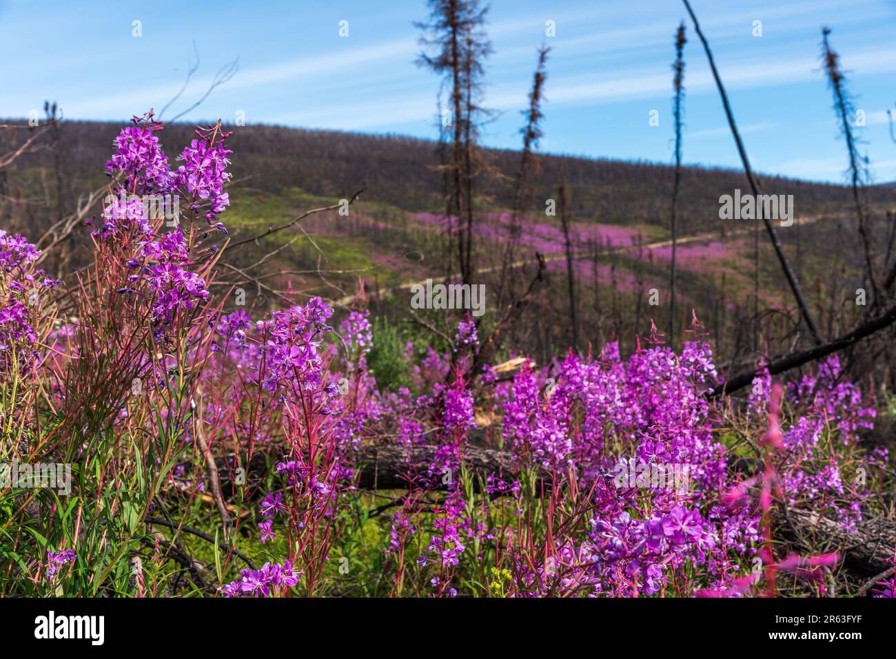 Stunning pink, purple Fireweed flowers in full bloom during summer time ...