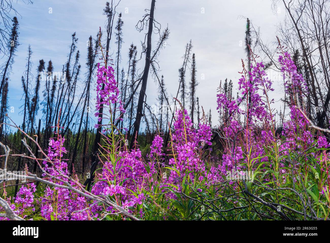 Stunning pink, purple Fireweed flowers in full bloom during summer time ...