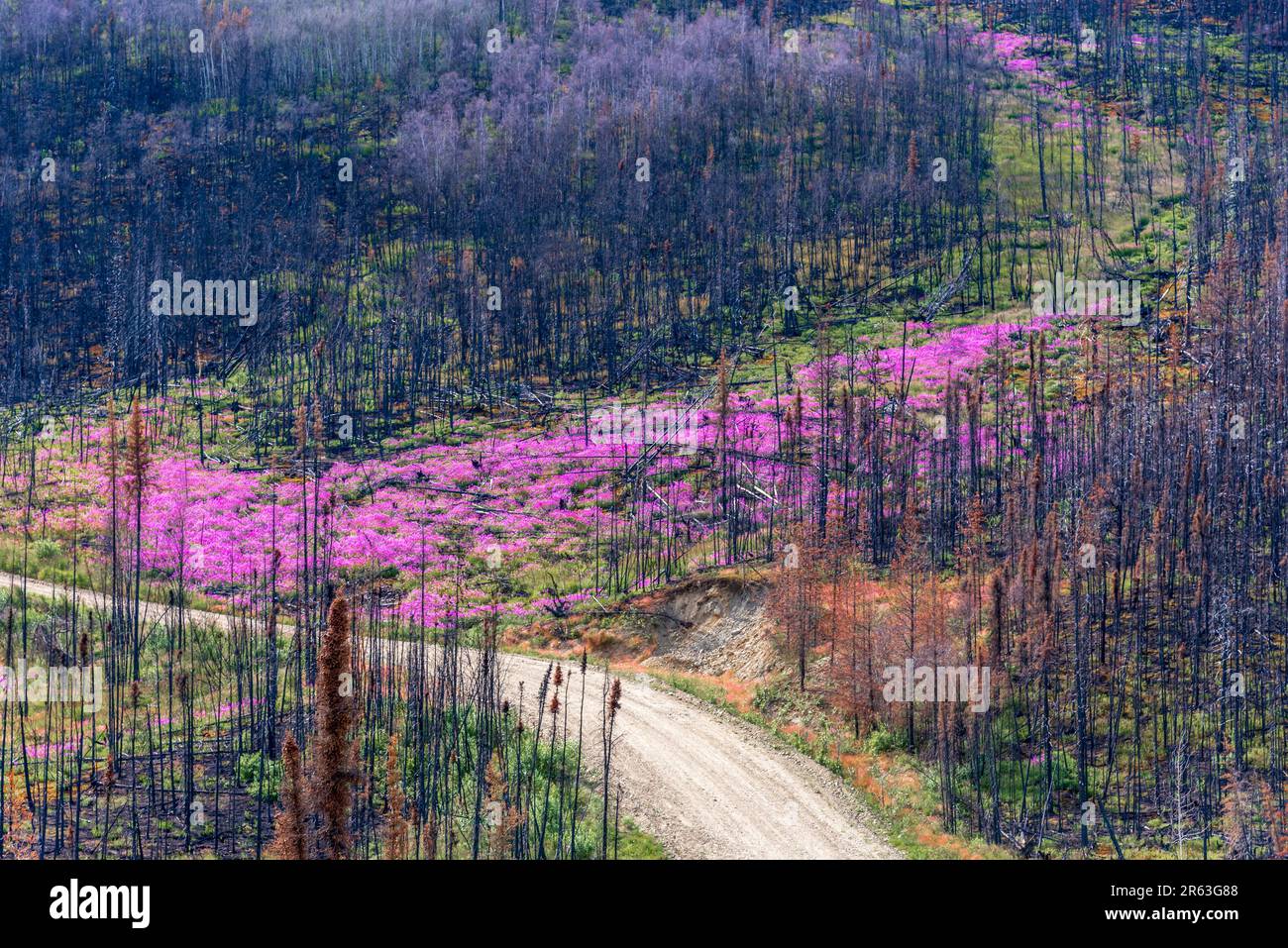 Drone, aerial view of Yukon Territory landscape in summer time with ...