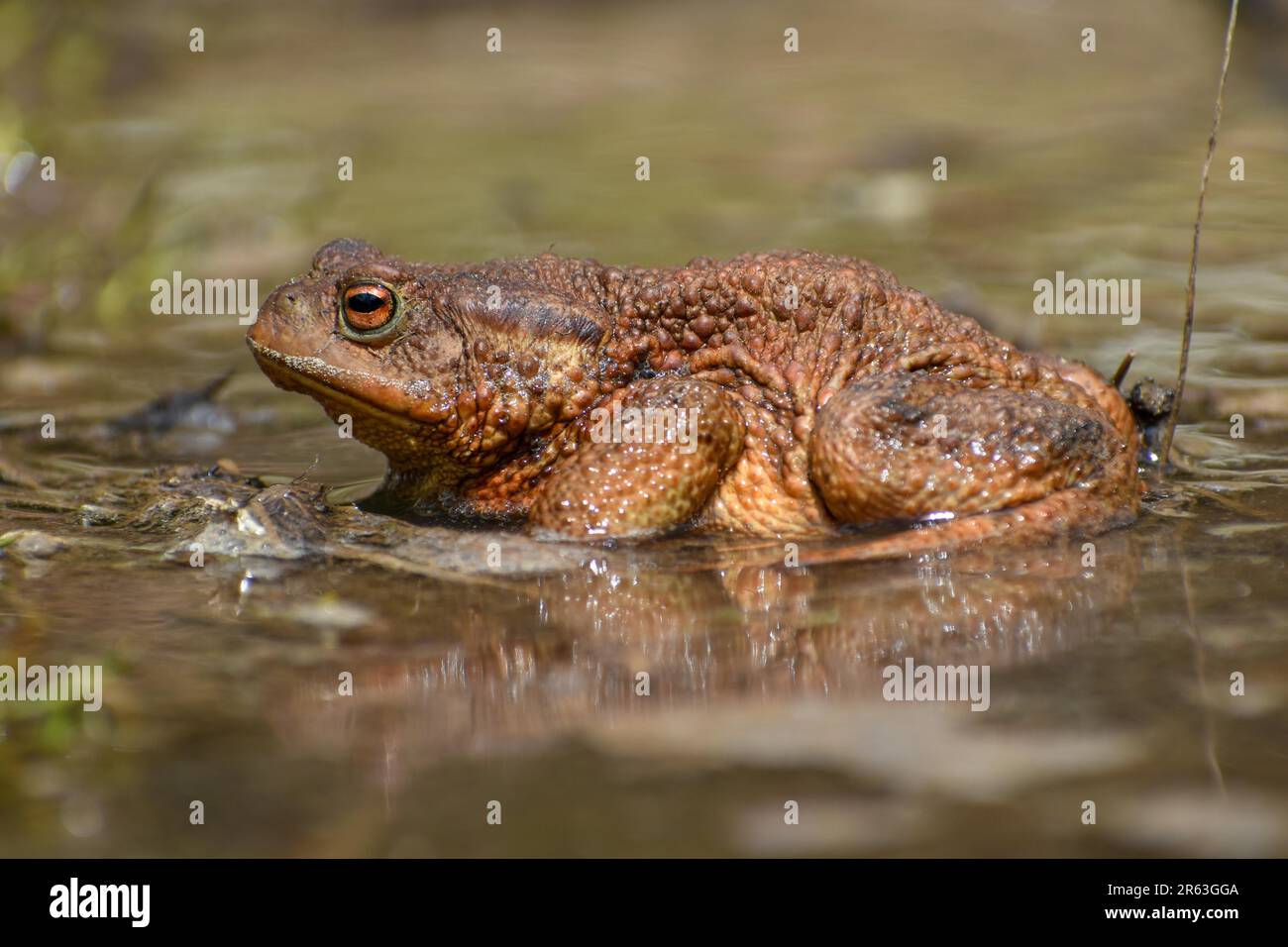Common toad (Bufo bufo) in profile in shallow water Stock Photo - Alamy