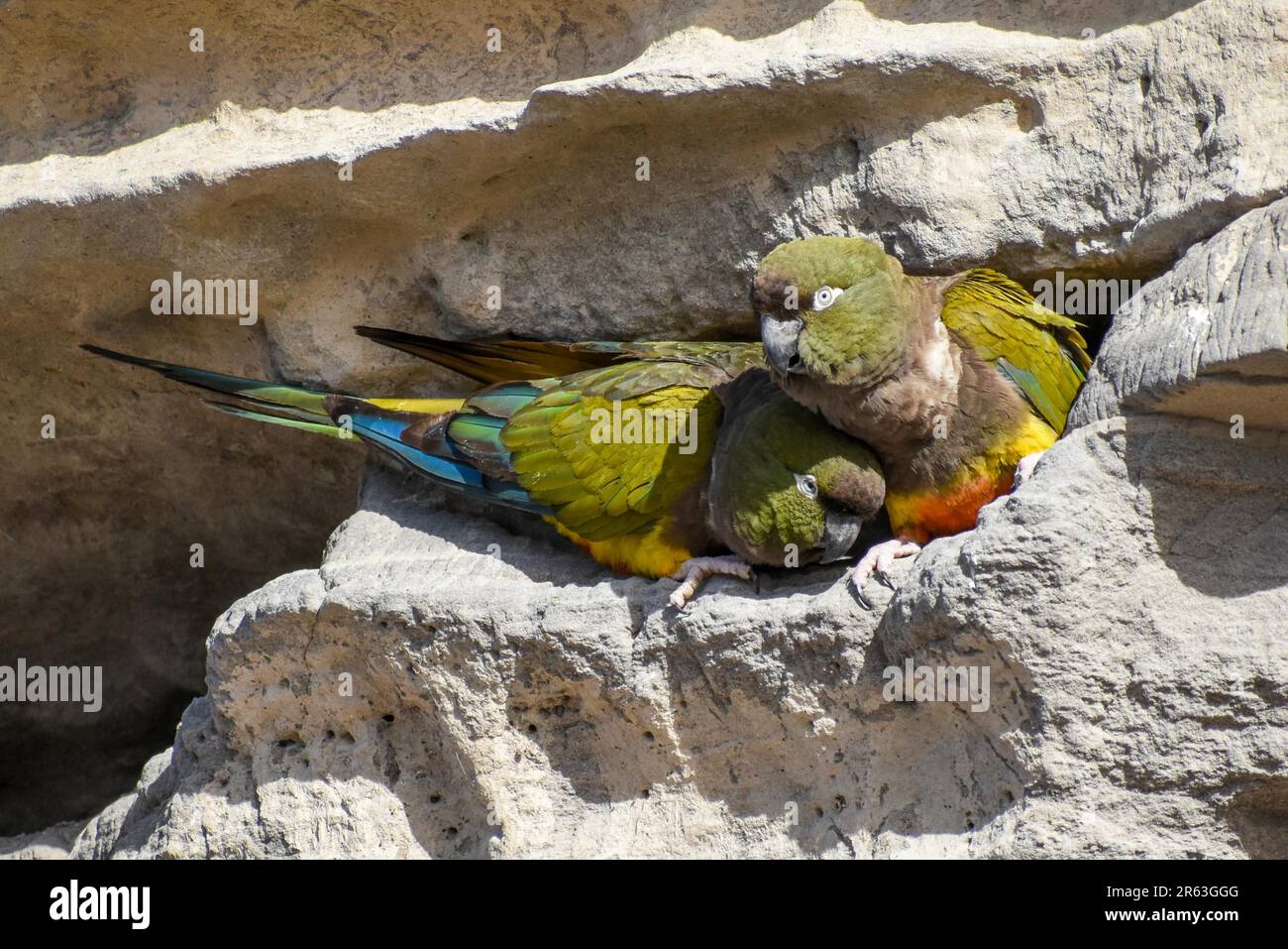 Burrowing parrot (Cyanoliseus patagonus) in the wild at the world's ...