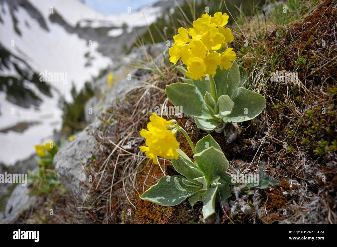 Auricula primula alpine primrose hi-res stock photography and images ...