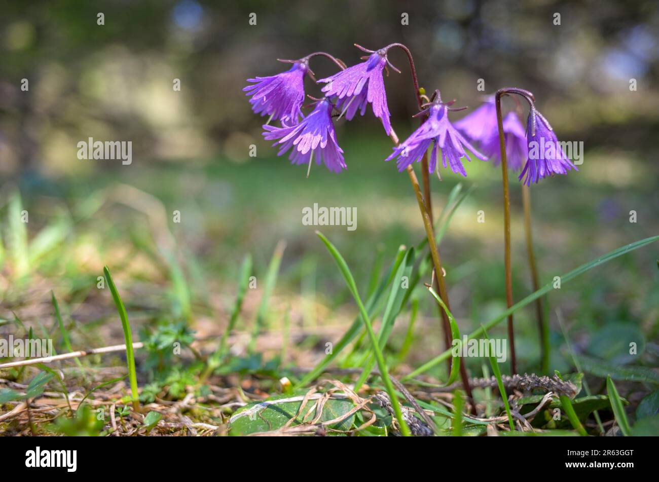 Alpine snowbell (Soldanella alpina) in the Bavarian Alps Stock Photo ...