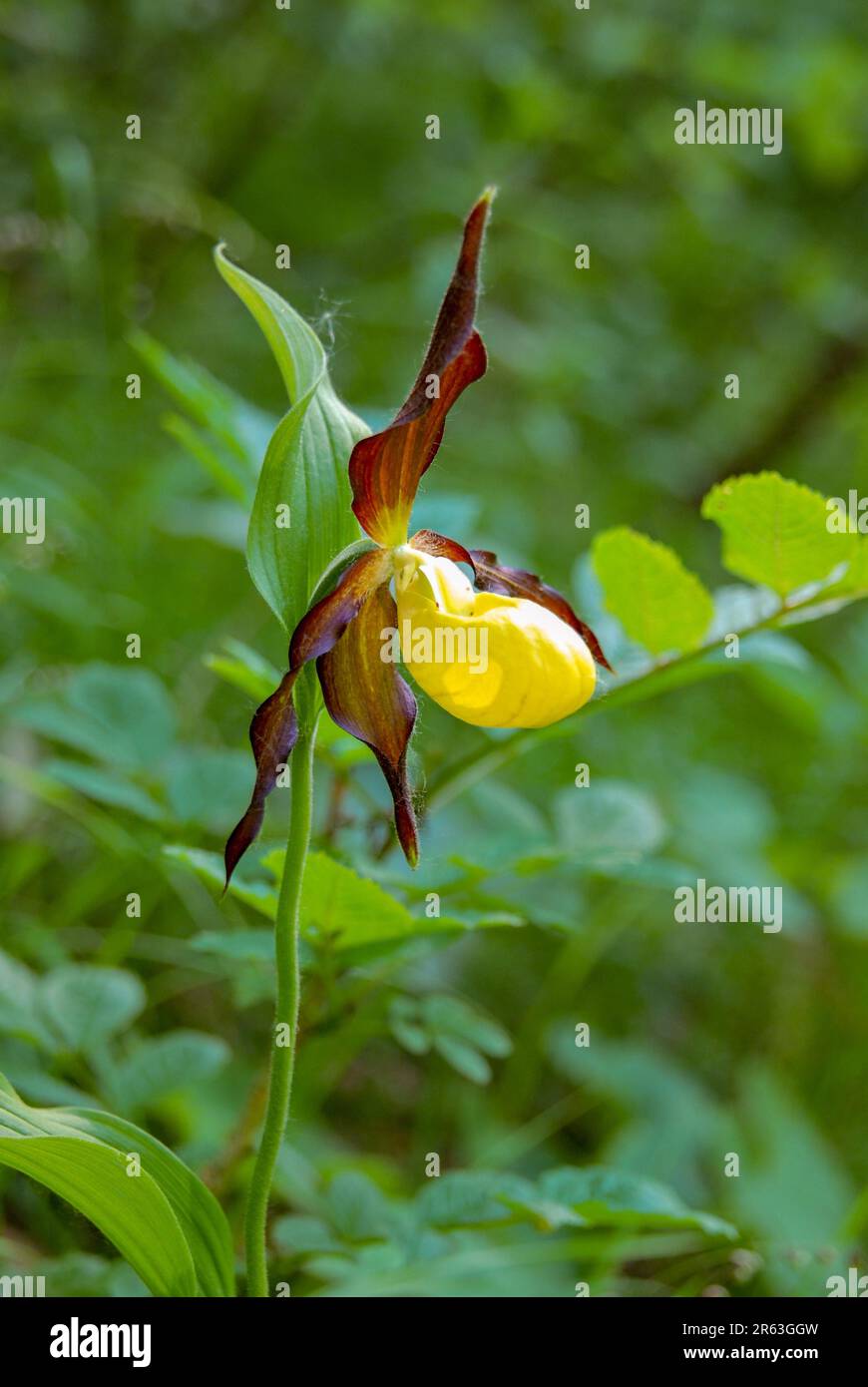 Yellow lady's slipper orchid (Cypripedium calceolus Stock Photo - Alamy