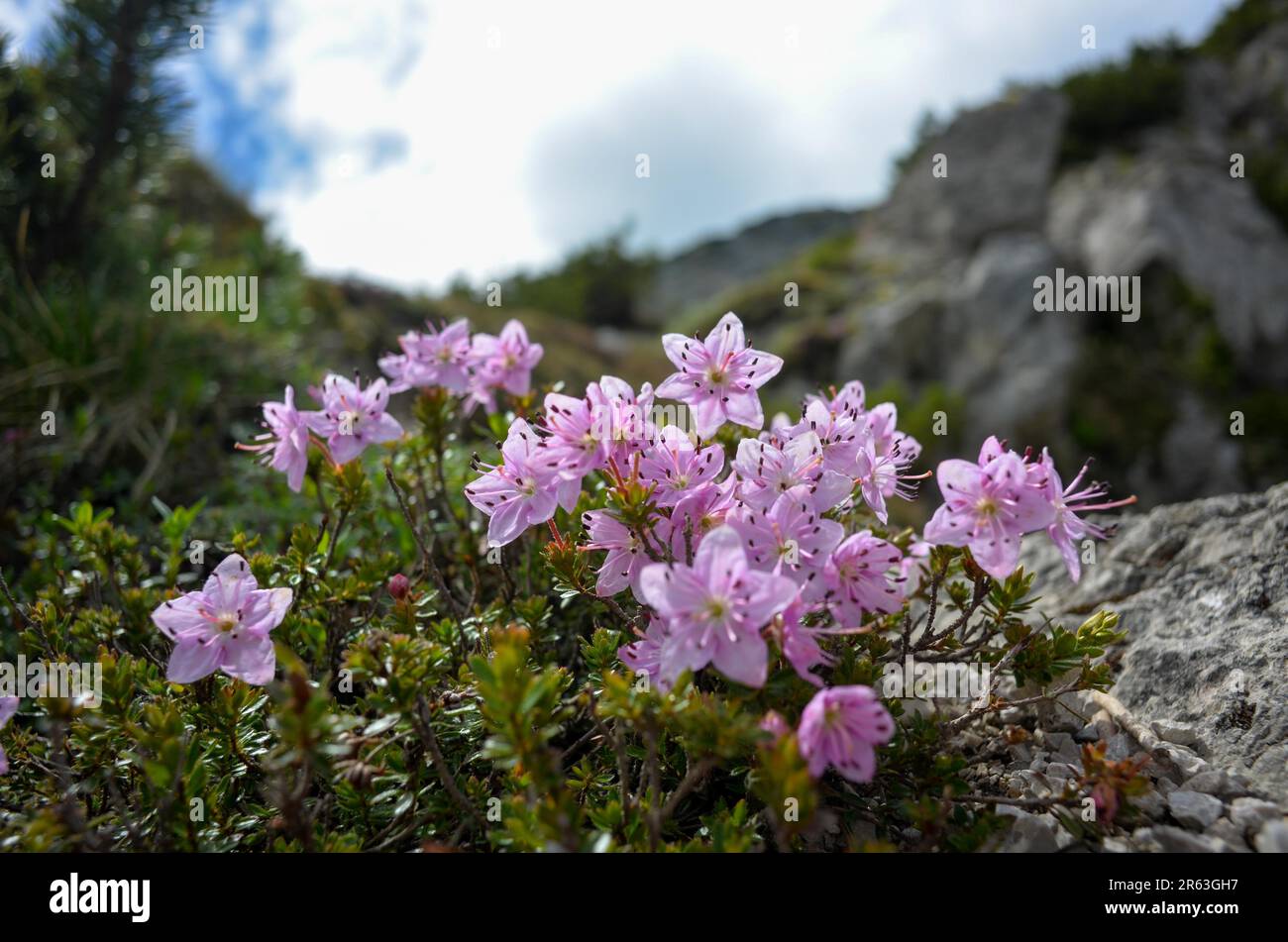 Dwarf Alpine Rose (Rhodothamnus chamaecistus) in the Bavarian Alps ...
