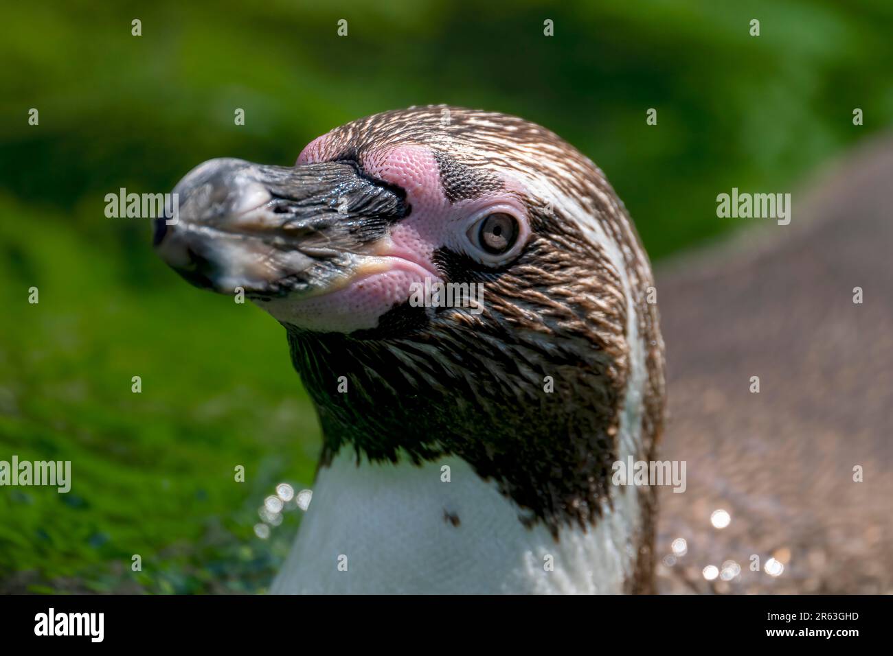 Penguin look camera hi-res stock photography and images - Alamy