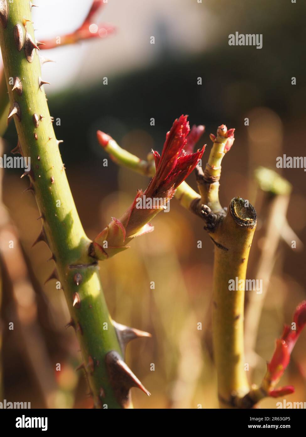 Growing rose hi-res stock photography and images - Alamy