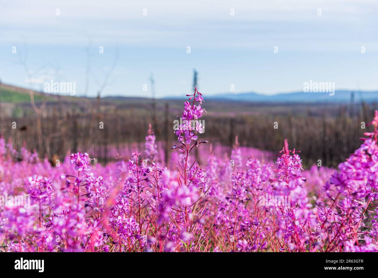 Stunning pink, purple Fireweed flowers in full bloom during summer time ...
