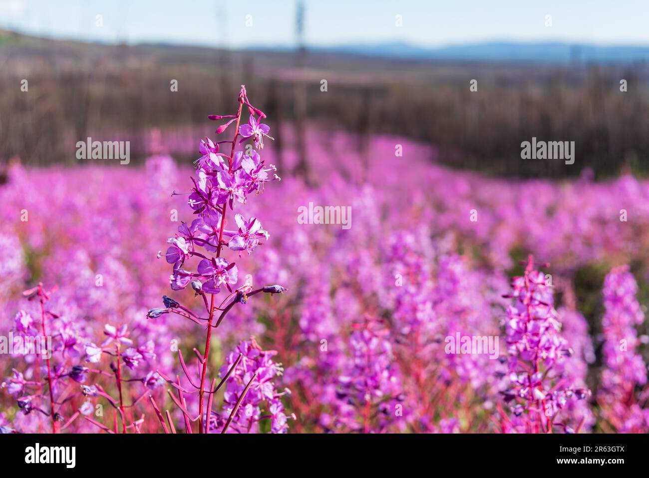 Stunning pink, purple fireweed flowers seen in full bloom during ...