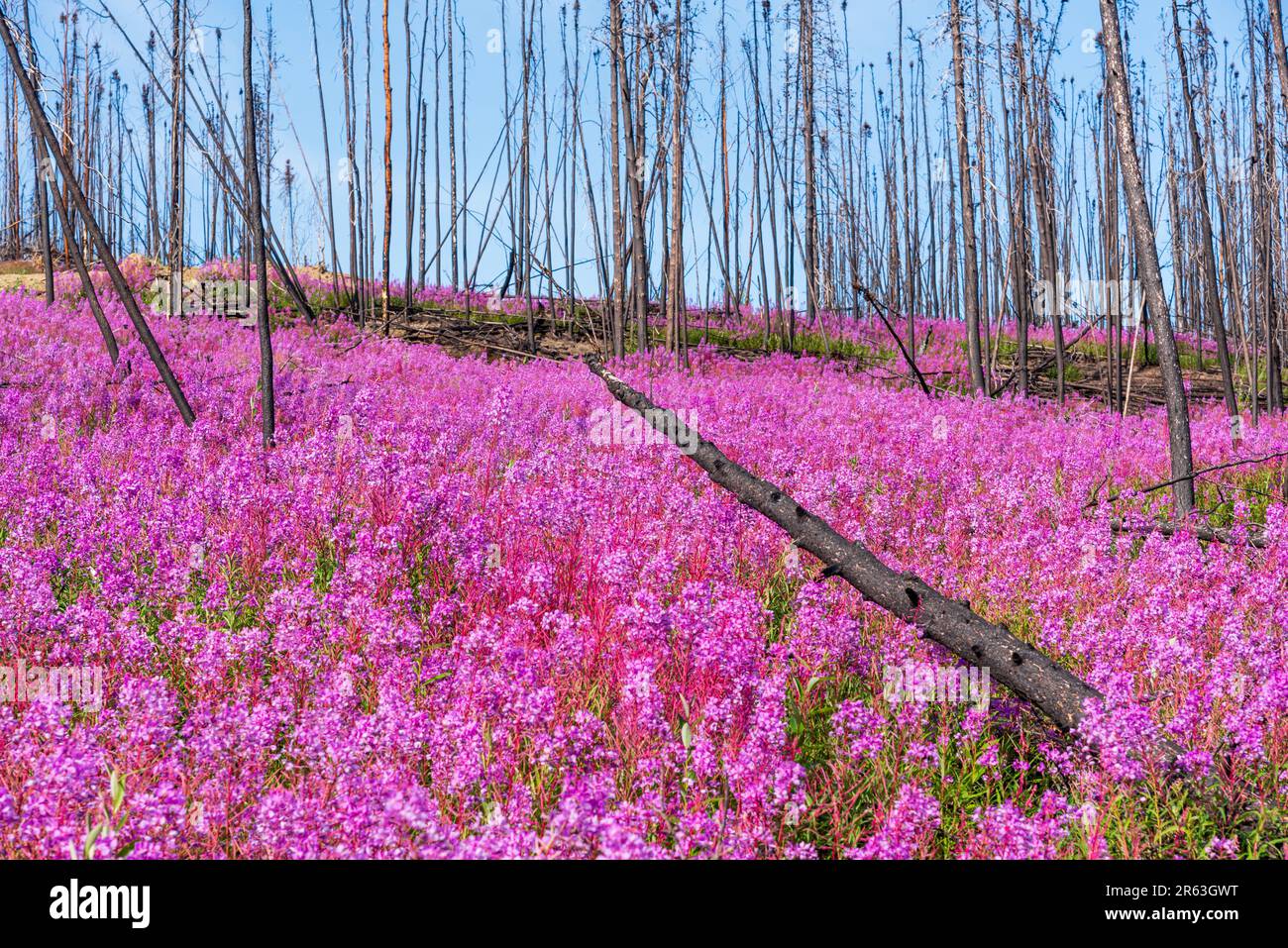 Stunning pink, purple Fireweed flowers in full bloom during summer time ...
