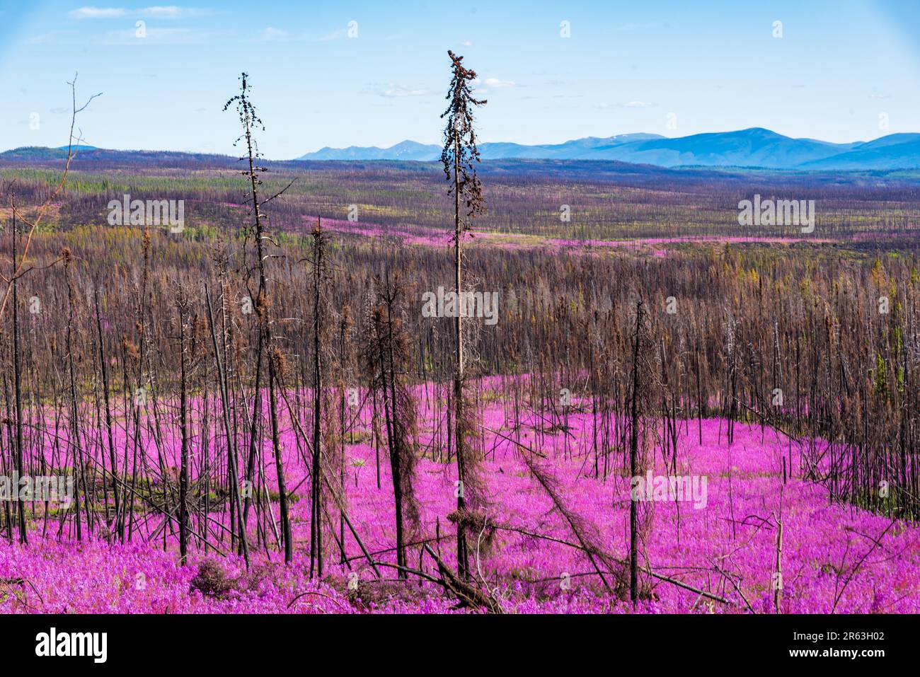 Stunning pink, purple Fireweed flowers in full bloom during summer time ...