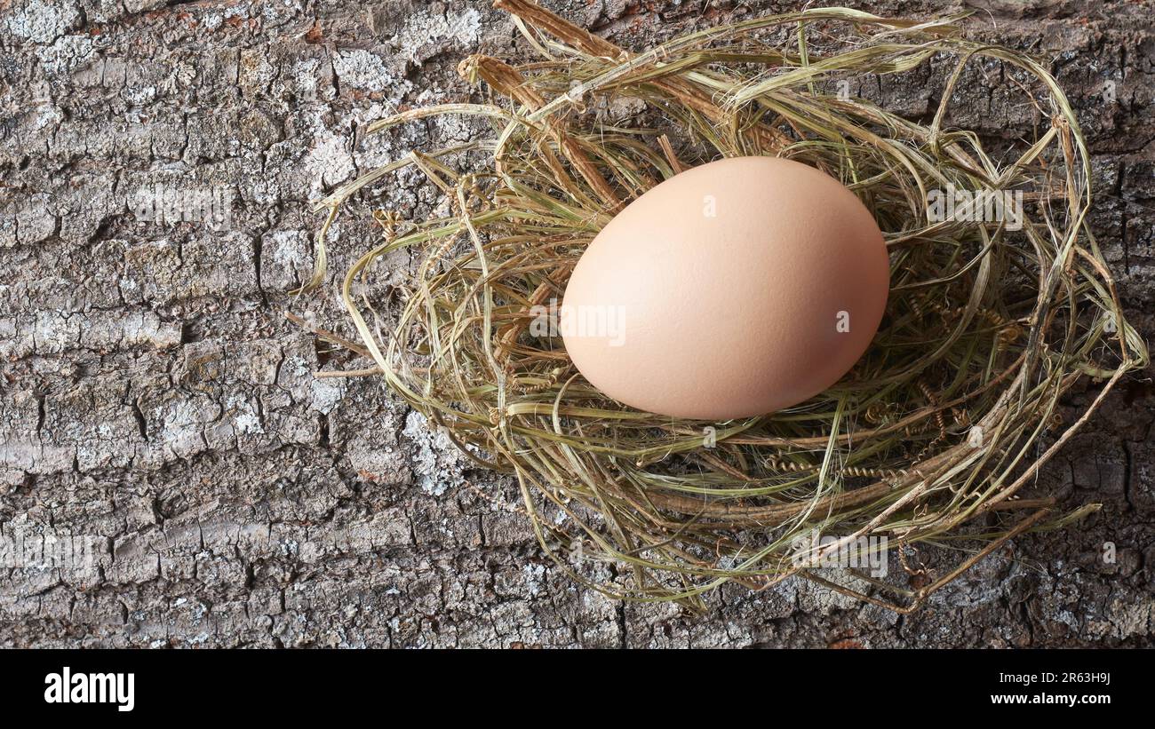 close-up of fresh brown egg on dried grass cup nest, natural rough ...