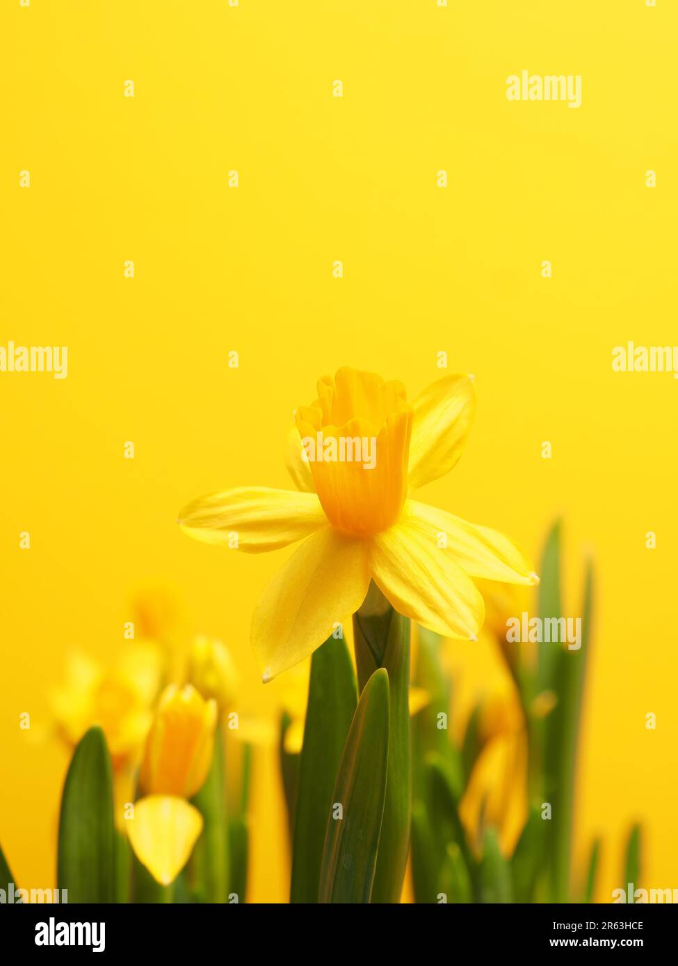 Beautiful flowering daffodil plants hi-res stock photography and images ...