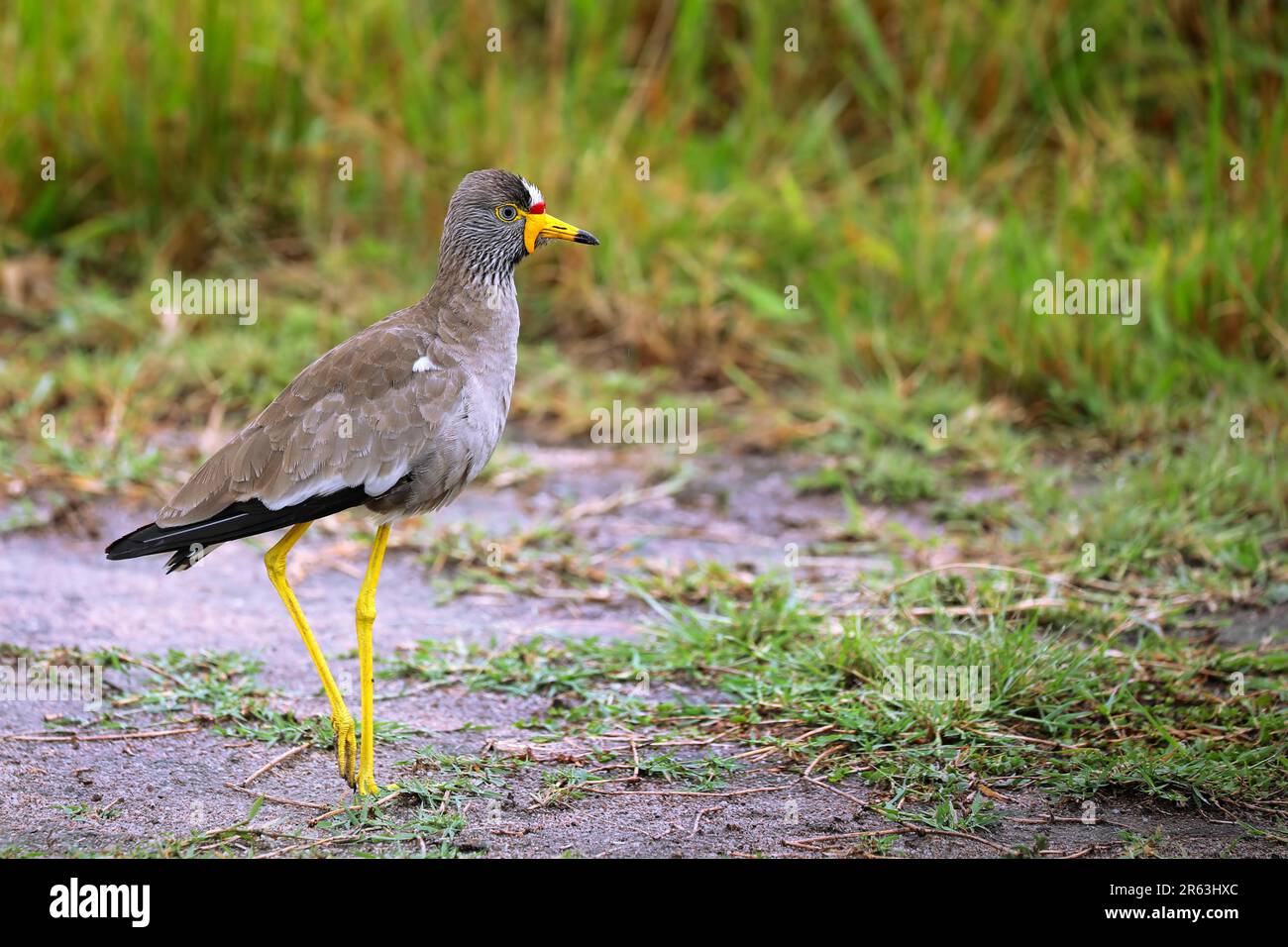 African wattled lapwing (Vanellus senegallus) at Lake Mburo National ...