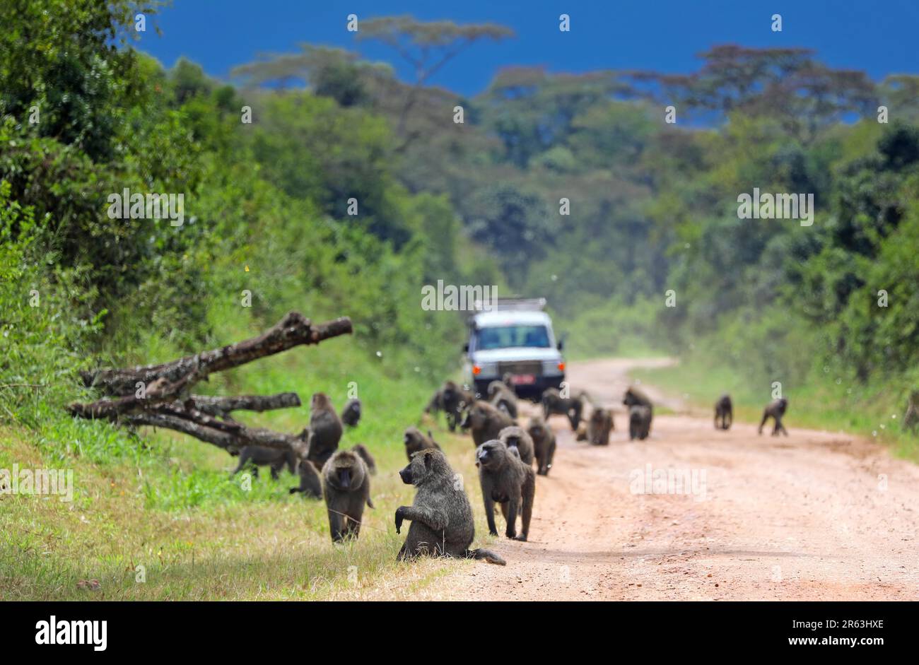 African baboons car hi-res stock photography and images - Alamy