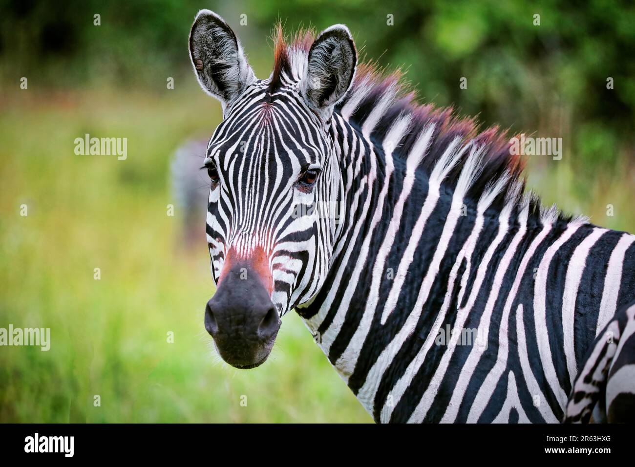Zebra (Equus quagga) im Lake Mburo National Park in Uganda Stock Photo ...