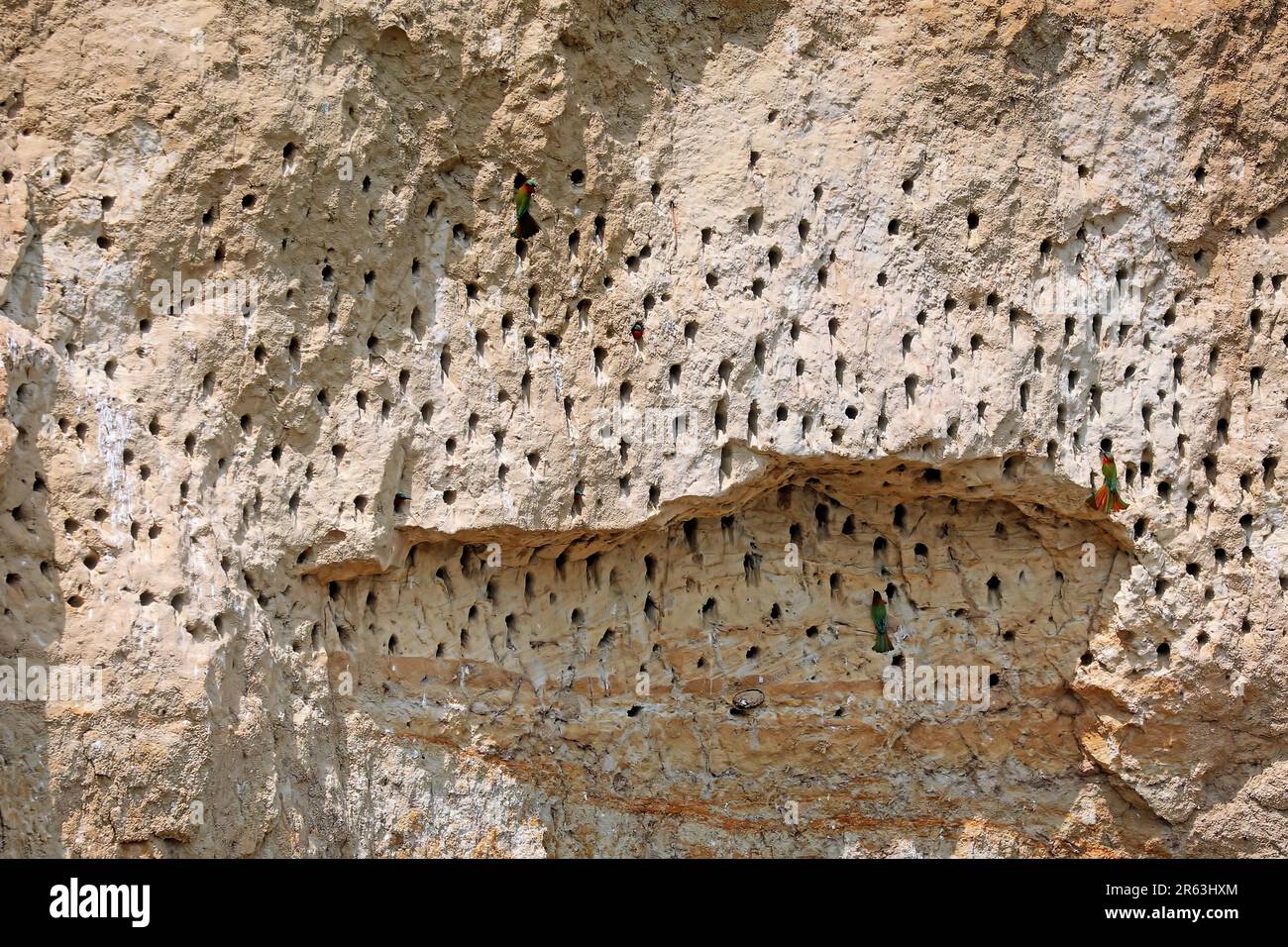 Holes in the clay as breeding caves for bee-eaters, Murchison Falls ...
