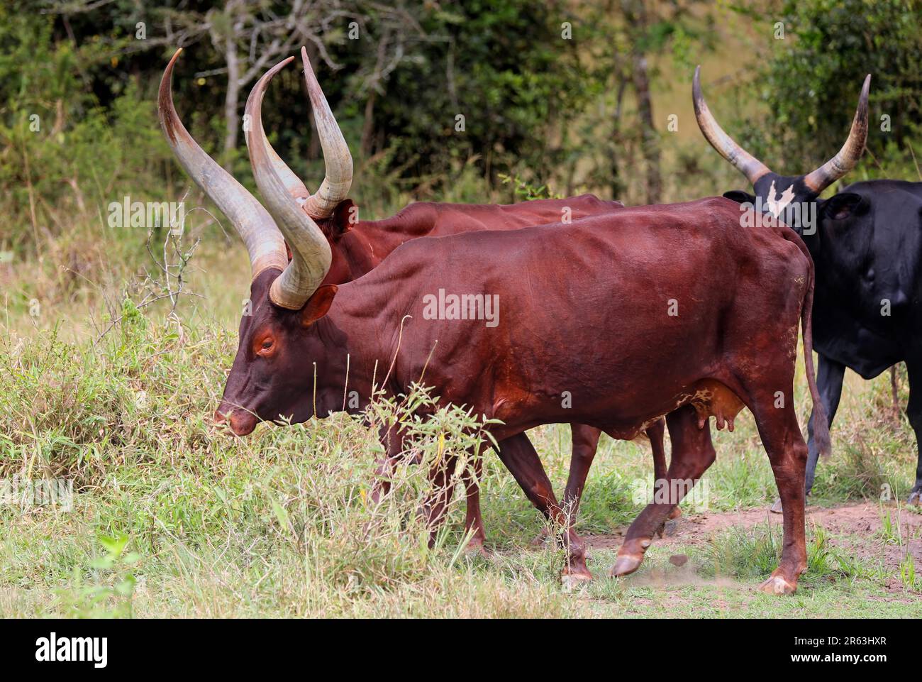 Uganda animal hi-res stock photography and images - Alamy