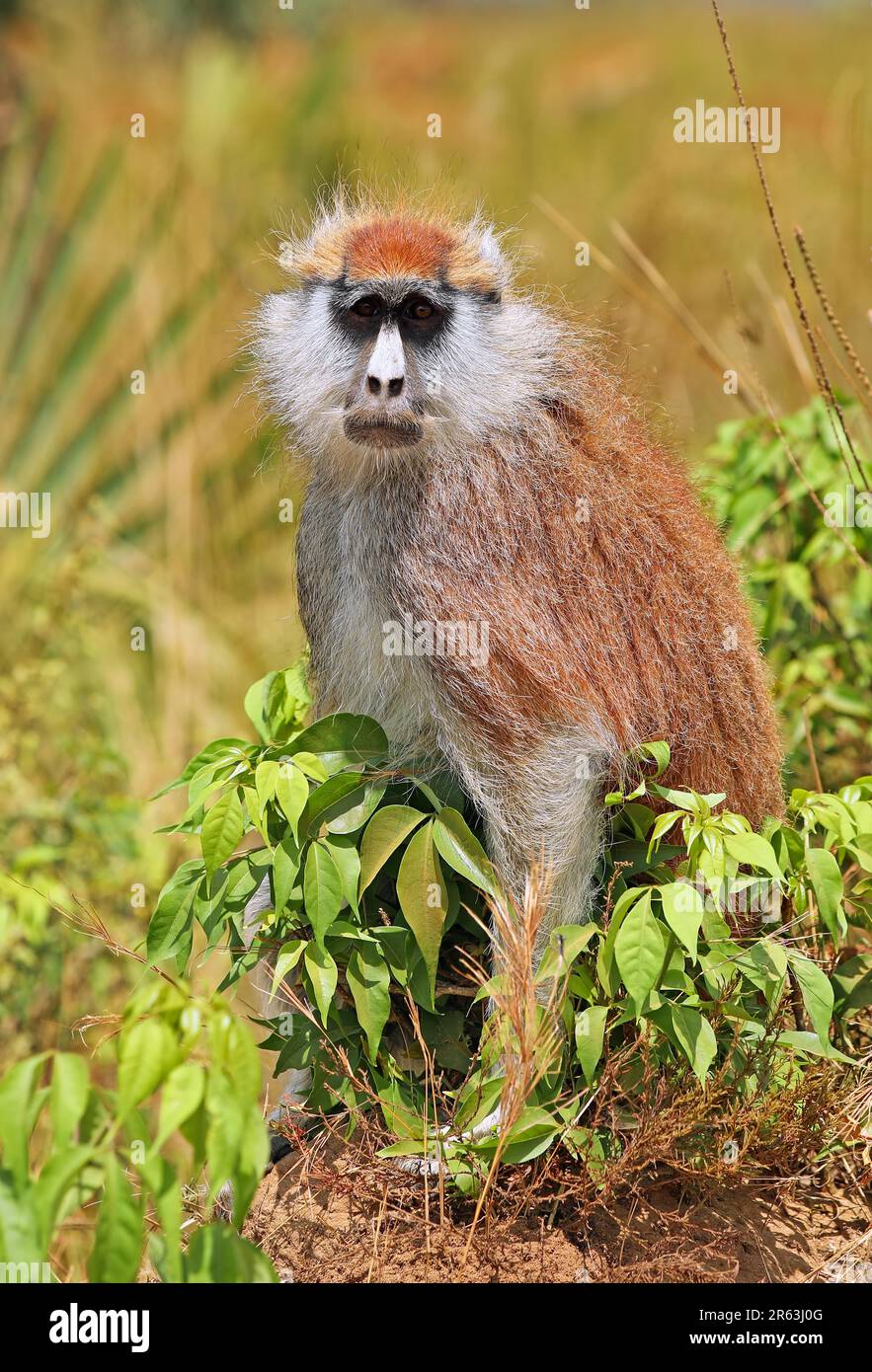 Patas Monkey (Erythrocebus patas pyrrhonotus), Murchison Falls National ...