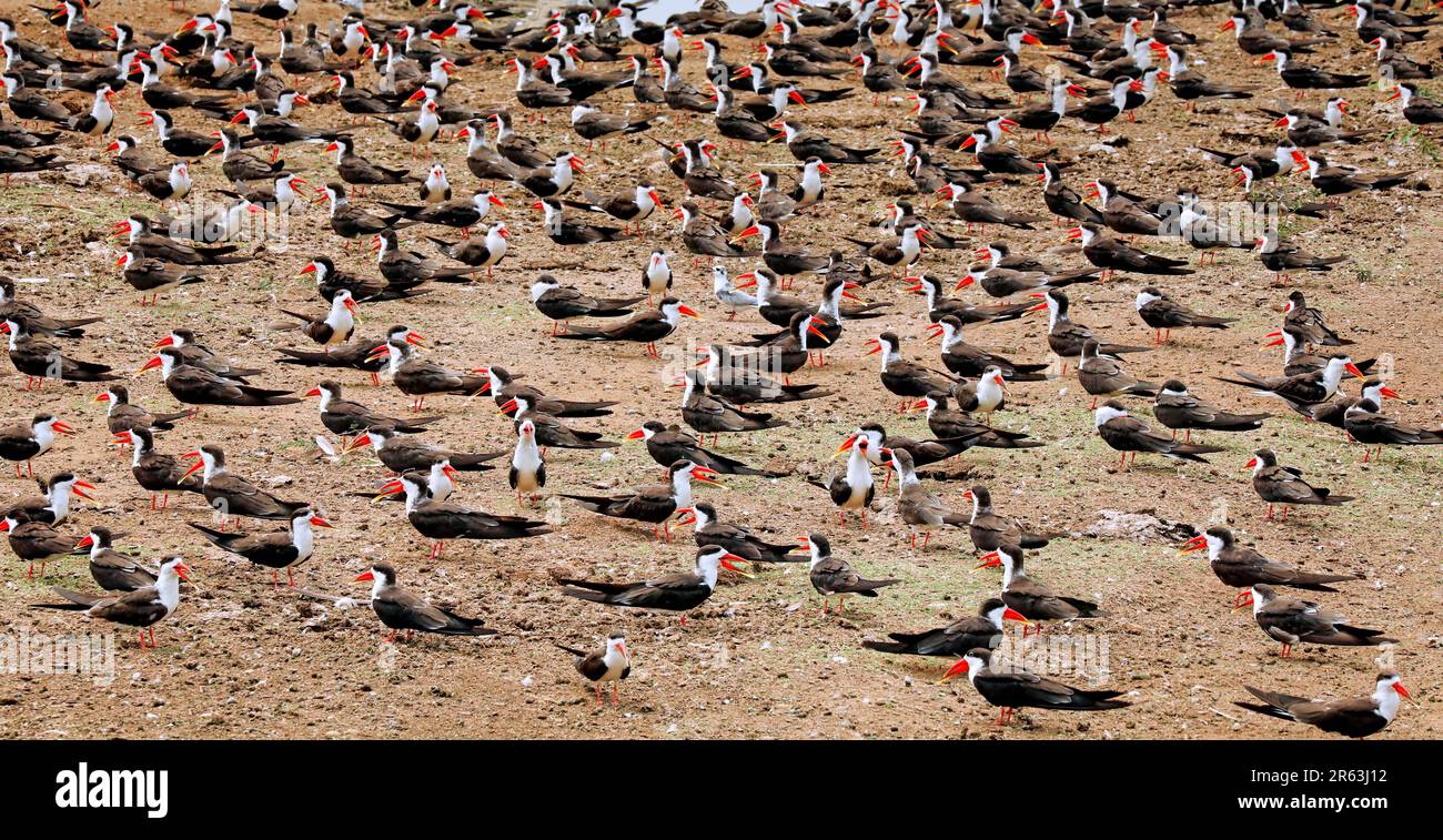 African skimmer (Rynchops flavirostris) at Queen Elizabeth National ...