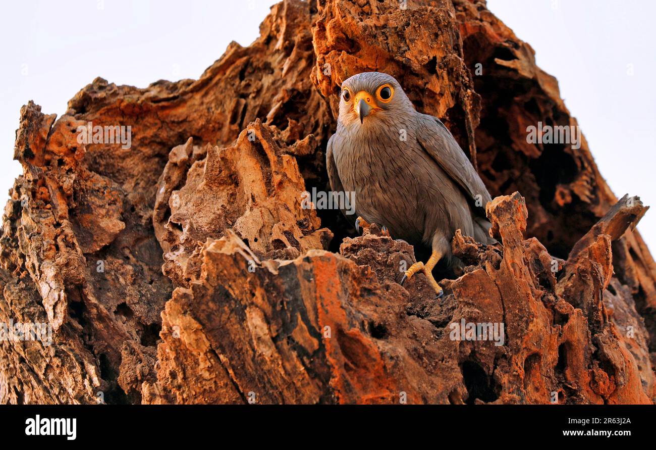 Grey kestrel (Falco ardosiaceus), Murchison Falls National Park Uganda ...