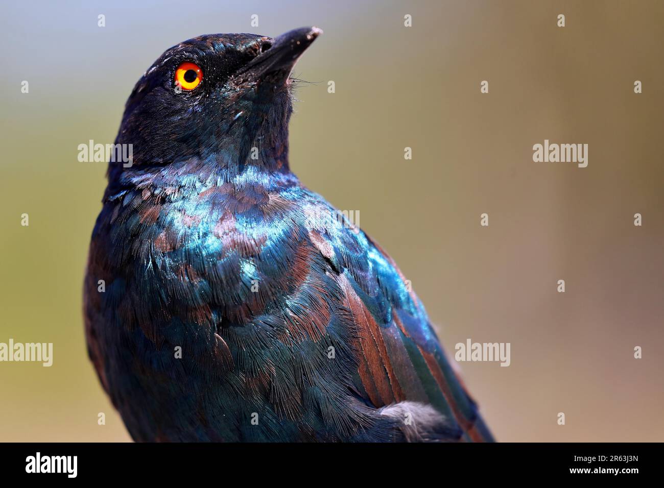 Gloss starling hi-res stock photography and images - Alamy