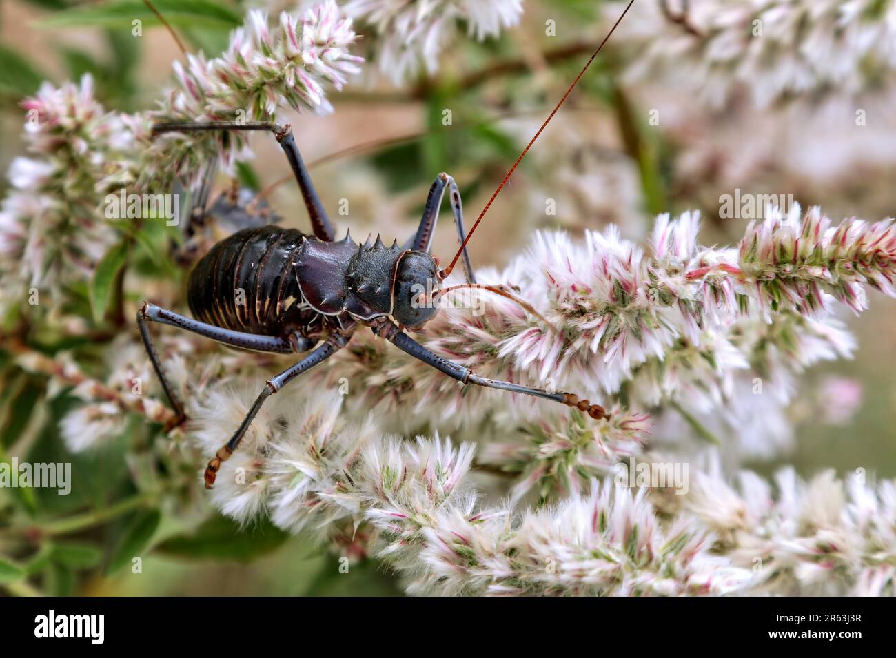 African grasshopper hi-res stock photography and images - Alamy