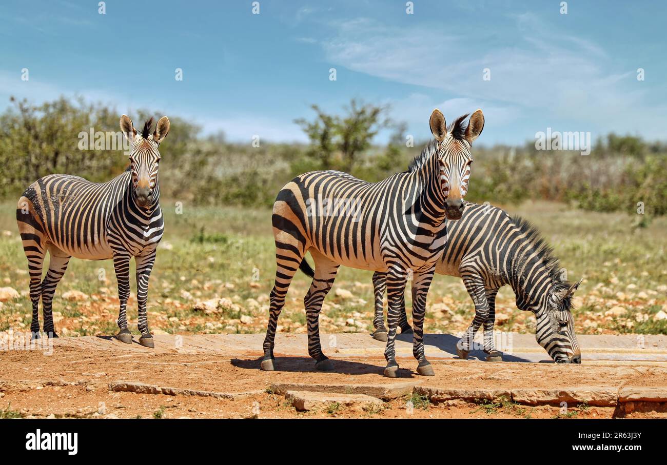 The rare Hartman's Mountain Zebra (Equus Zebra Hartmannae) in the ...