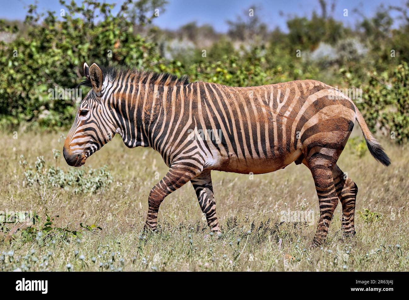 The rare Hartman's Mountain Zebra (Equus Zebra Hartmannae) in the ...