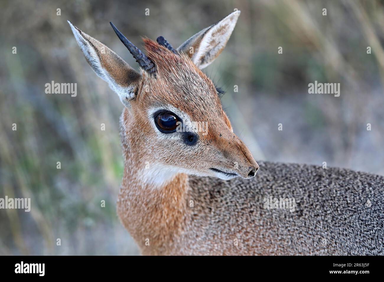 Damara Dik Dik (Madoqua) damarensis, Etosha, Namibia, the smallest ...