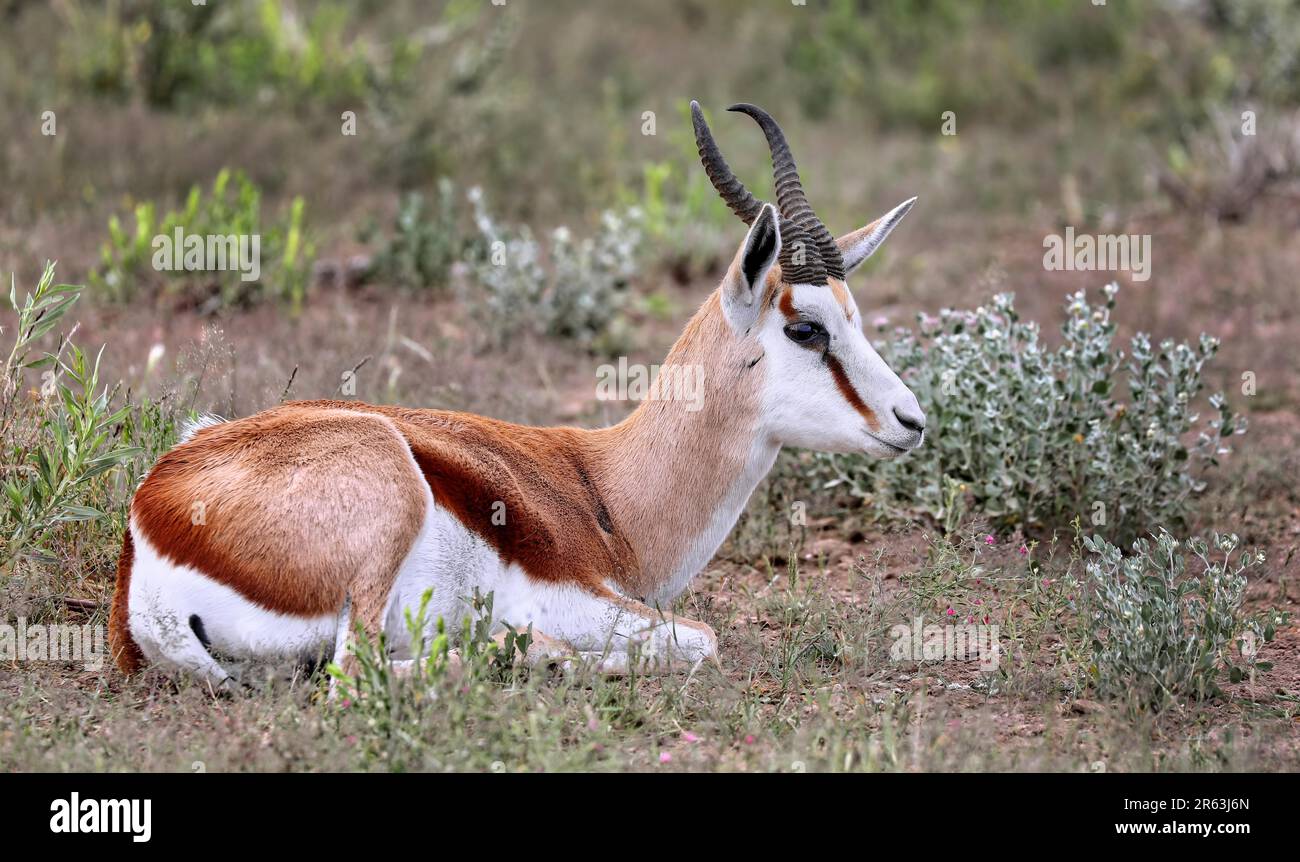Springbok, Etosha NP, Namibia Stock Photo - Alamy