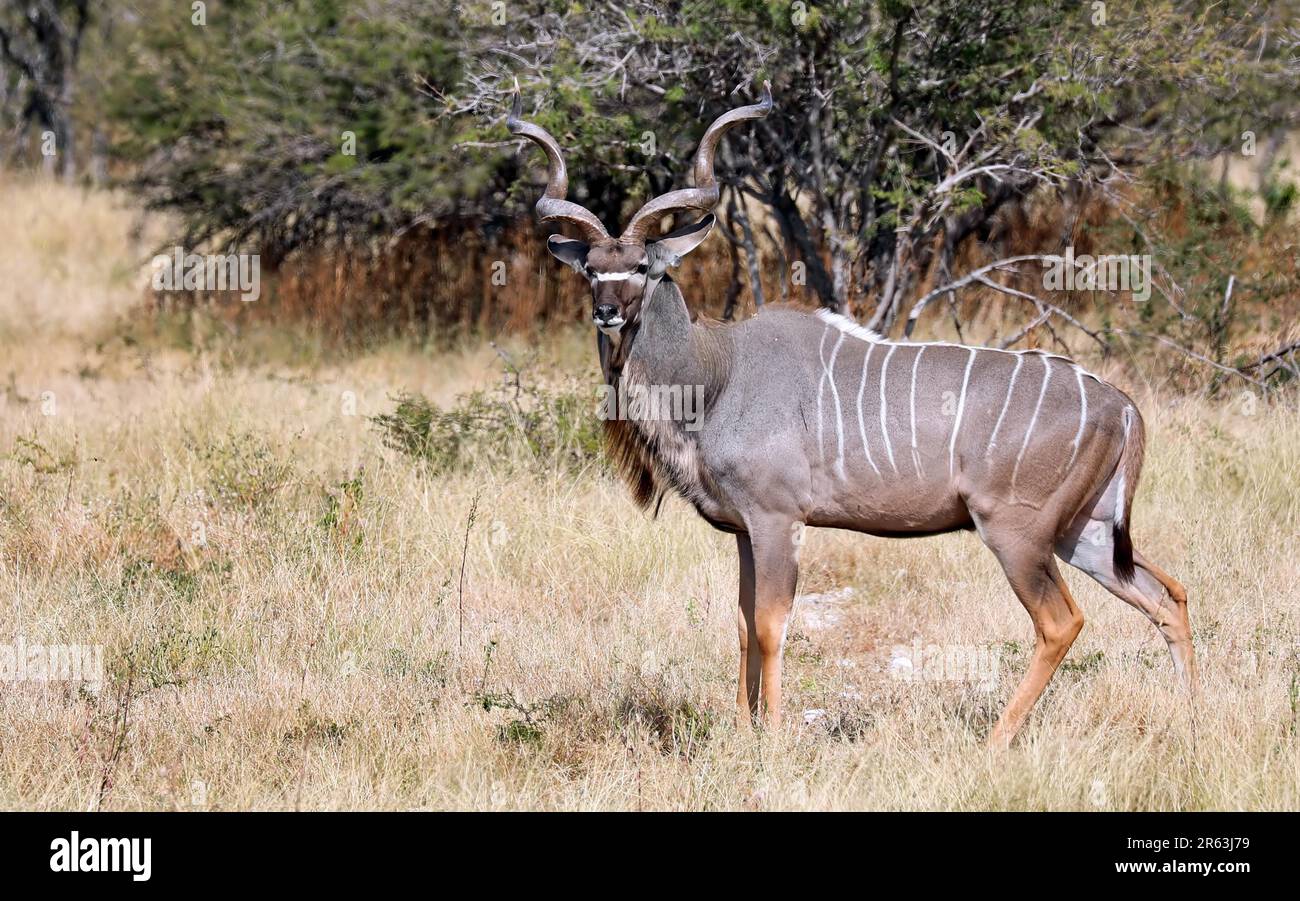 Grosser Kudu (Tragelaphus strepsiceros) in Namibia, Etosha NP Stock ...