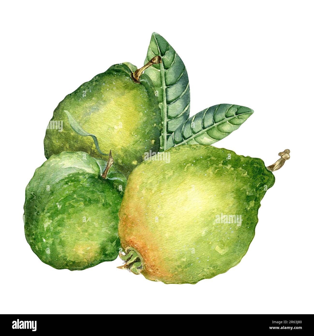 Whole three guavas and leaves watercolor illustration isolated on white ...