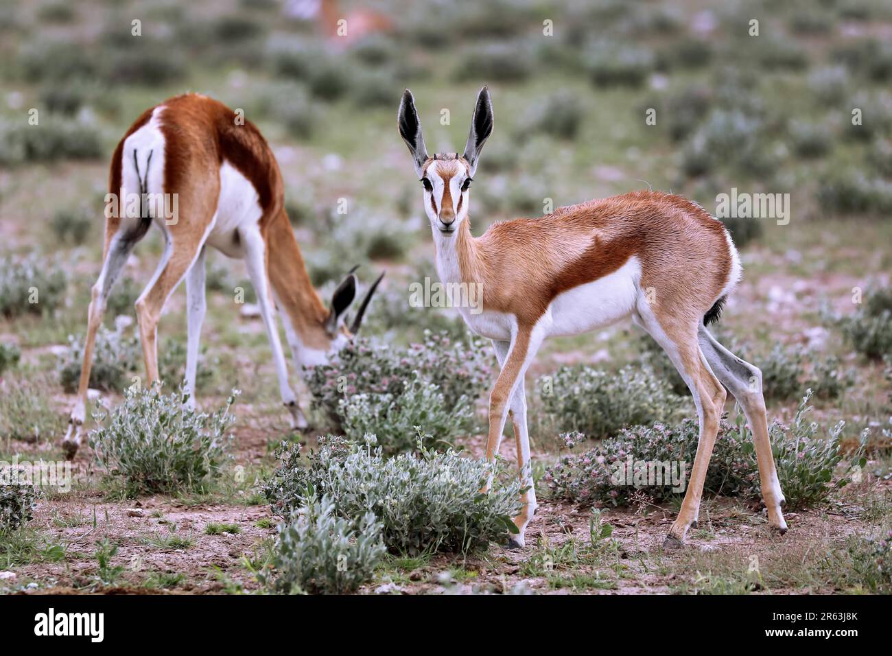 Springboks, Etosha NP, Namibia Stock Photo - Alamy