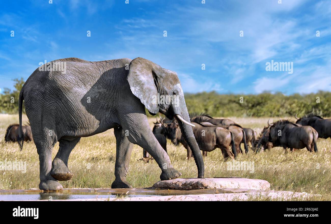 Artificial elephant hi-res stock photography and images - Alamy