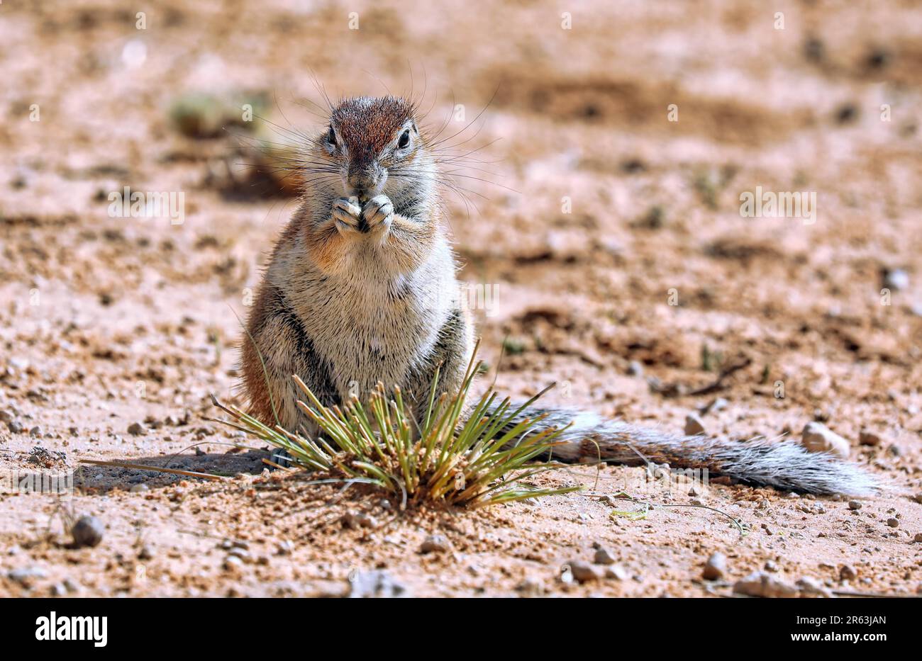Ground squirrel (Xerus inauris), Kgalagadi Transfrontier National Park ...