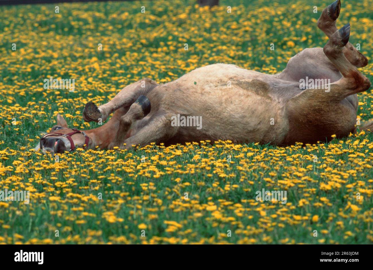 Haflinger horse, rolling in meadow (mammals) (domestic animal) (farm ...