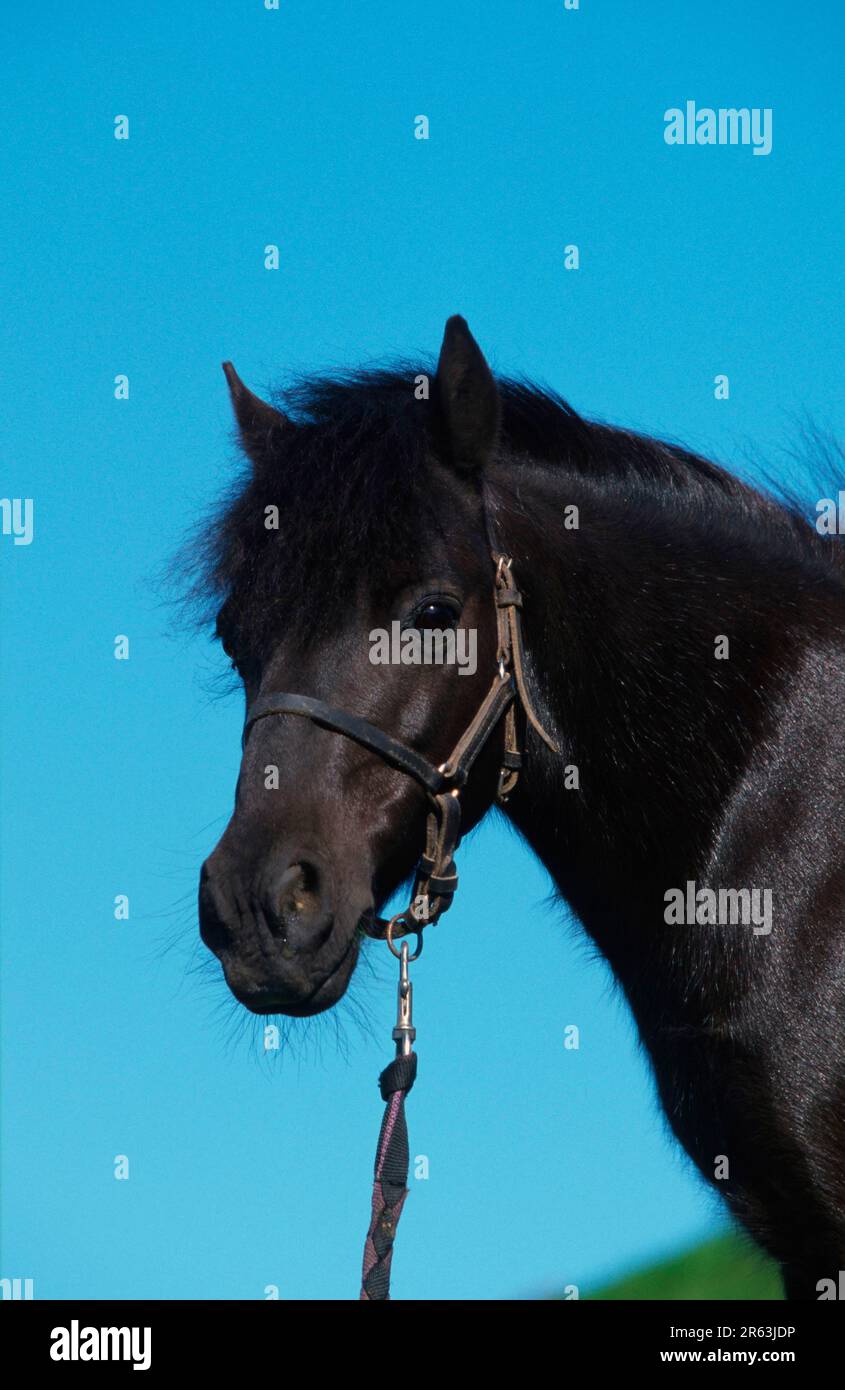 Pony (mammals) (domestic animal) (farm animal) (domestic) (hoof animals ...