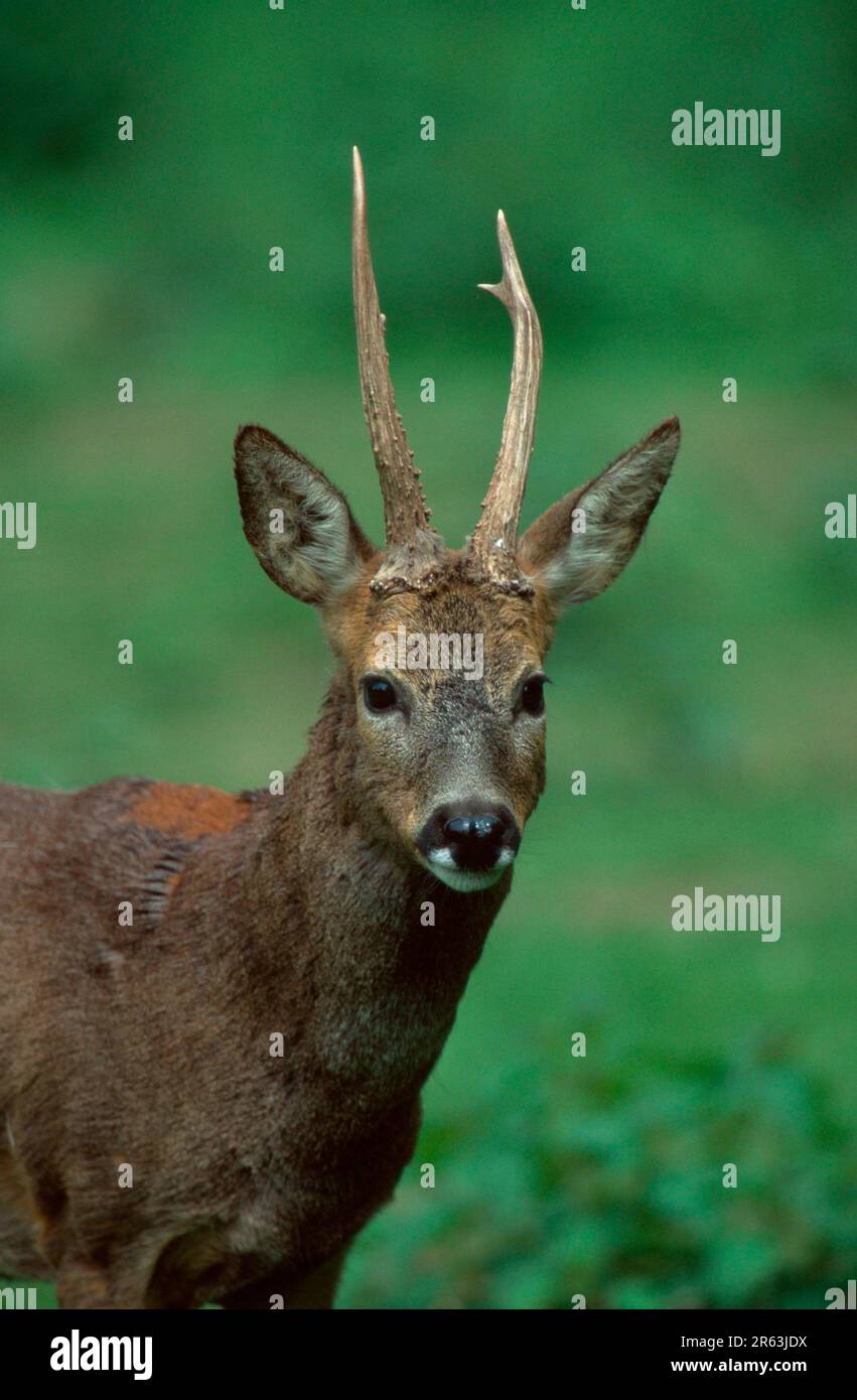 Roe Deer (Capreolus capreolus), male, Rehbock, [Saeugetiere, mammals ...