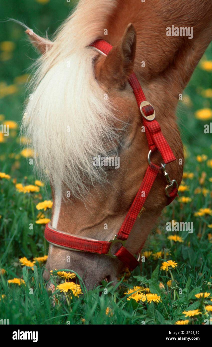 Haflinger horse, grazing, Haflinger grazing (mammals) (mammals ...