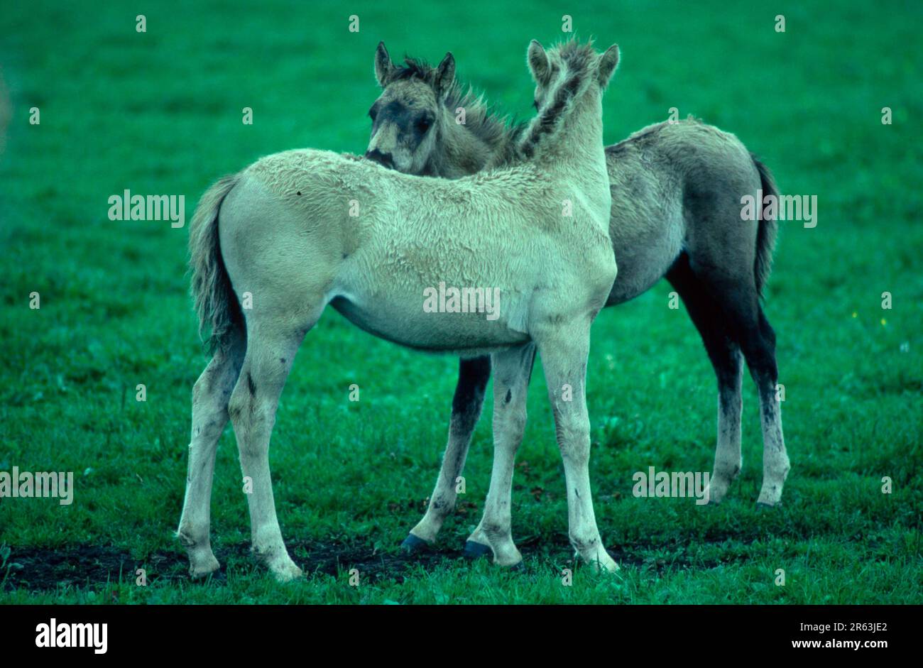 Wild horses grooming hi-res stock photography and images - Alamy