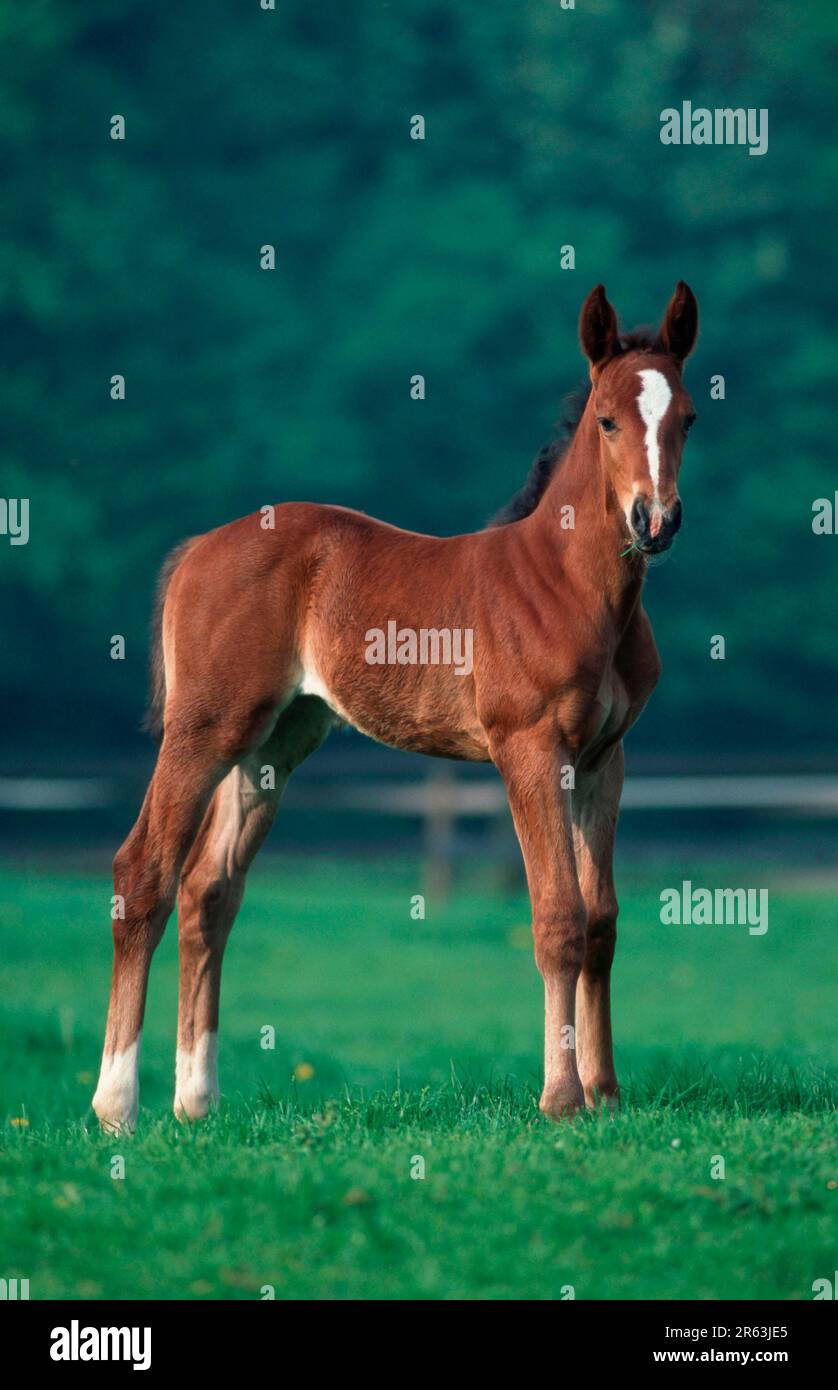 English thoroughbred, foal, mammal, domestic, farm animal, ungulate ...
