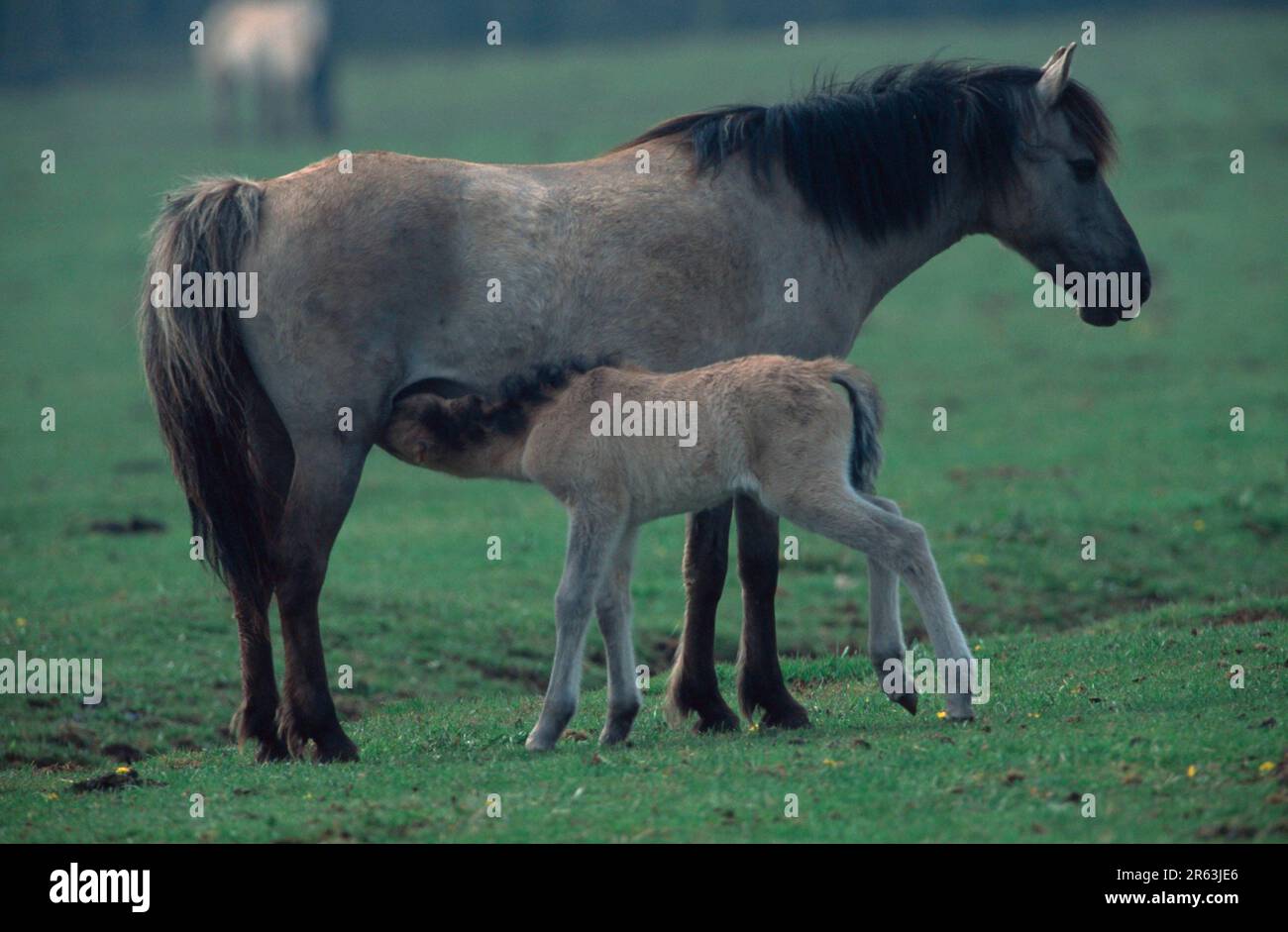 Dulmen ponies, mare and foal, Duelmen wild horses, Mare suckling foal ...