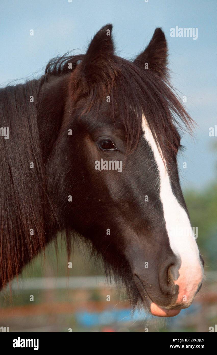 Irish Tinker (mammals) (domestic animal) (farm animal) (domestic) (hoof ...