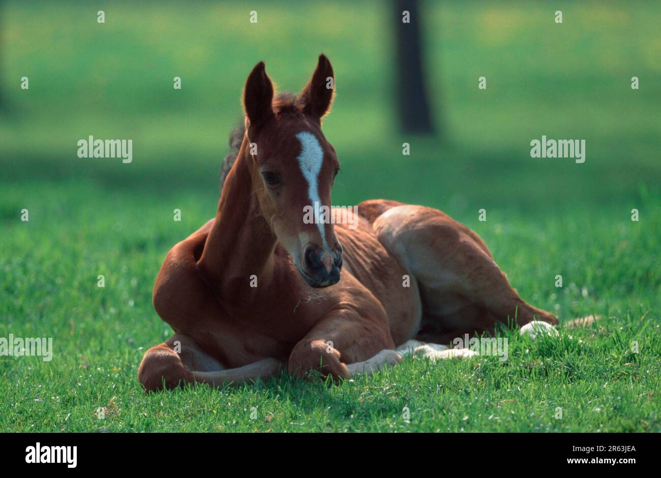 Odd toed hoofed mammals hi-res stock photography and images - Alamy