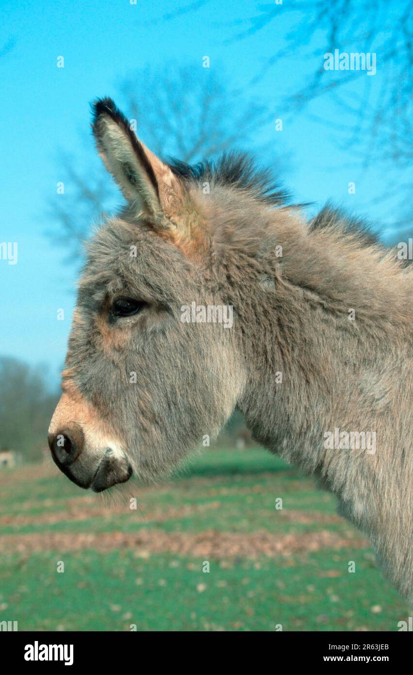 Donkey (mammals) (domestic animal) (farm animal) (domestic) (hoofed ...
