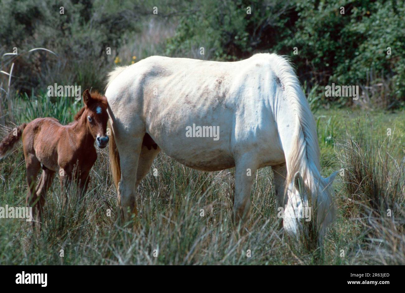 Camargue horses, mare and foal, mare with foal (mammals) (domestic ...