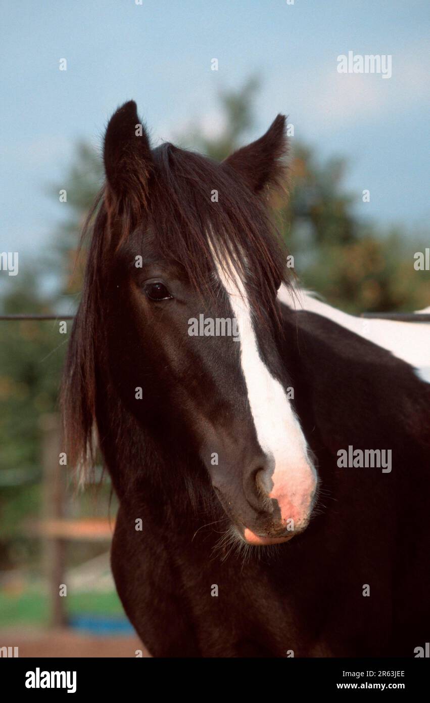 Irish Tinker (mammals) (pet) (farm animal) (domestic) (hoof animals ...