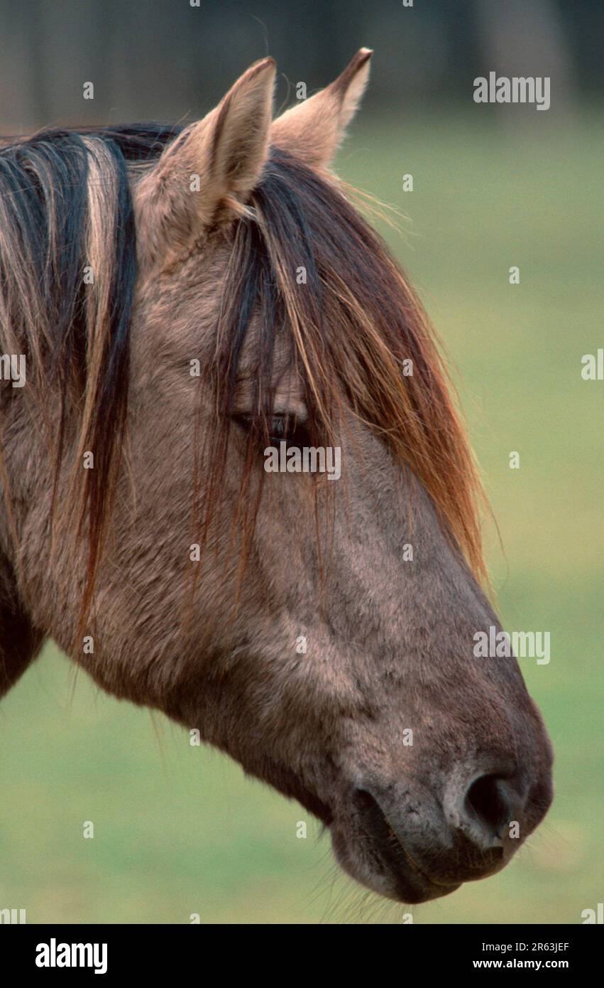 Dulmen Pony, Mare, Duelmen Wild Horse (Duelmener) (Animals) (Mammals ...