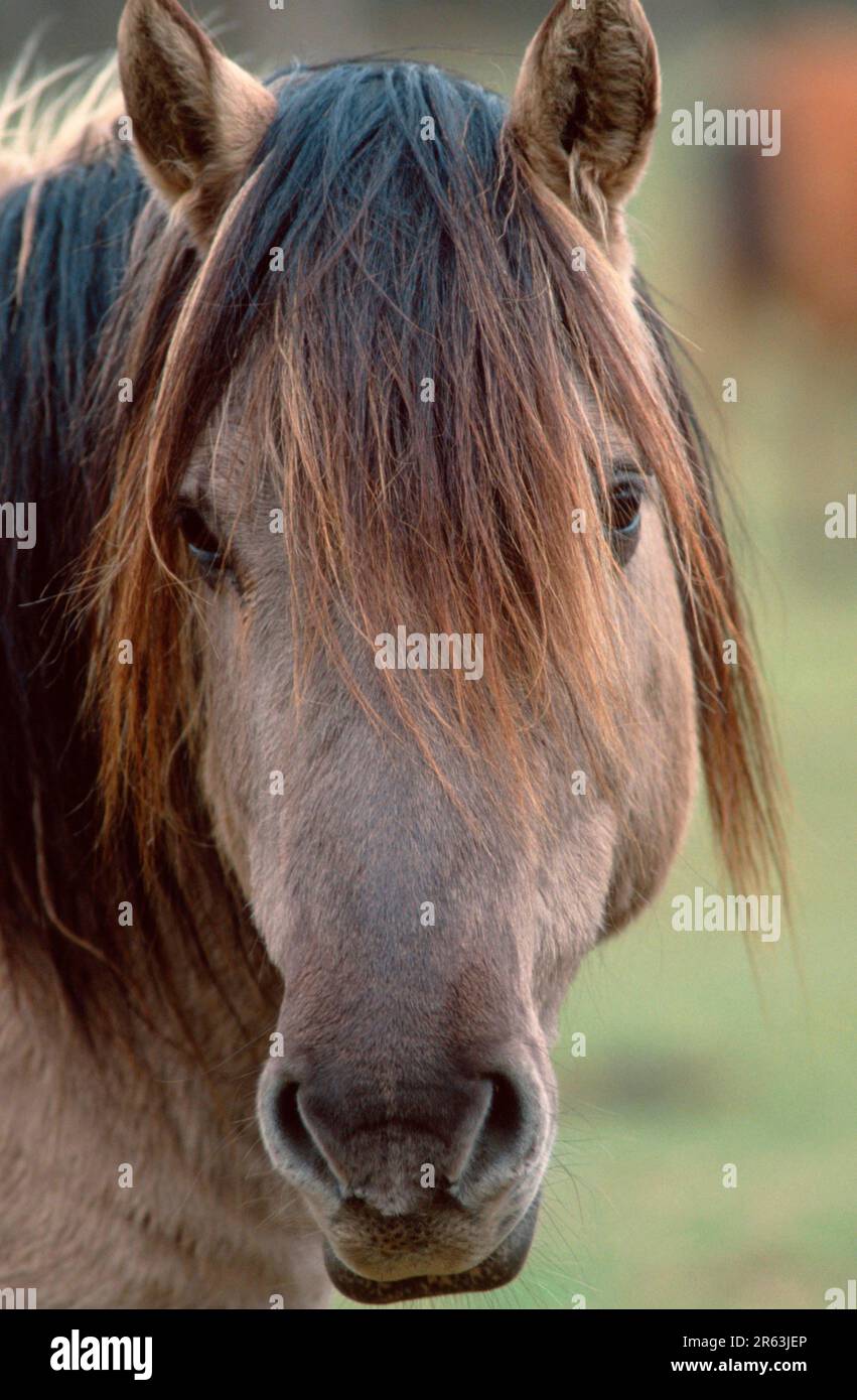 Dulmen Pony, Mare, Duelmen Wild Horse (Duelmener) (Animals) (Mammals ...